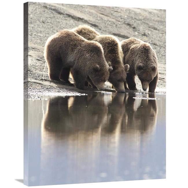 28 x 35 in. Grizzly Bear Mother & Yearling Cubs Drinking, Katmai ...
