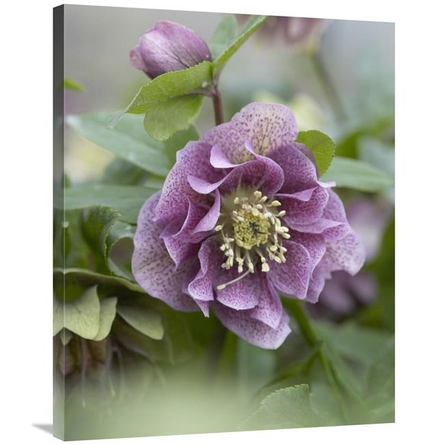 28 x 35 in. Hellebore Double Spotted Purple Variety Flower Art Print ...