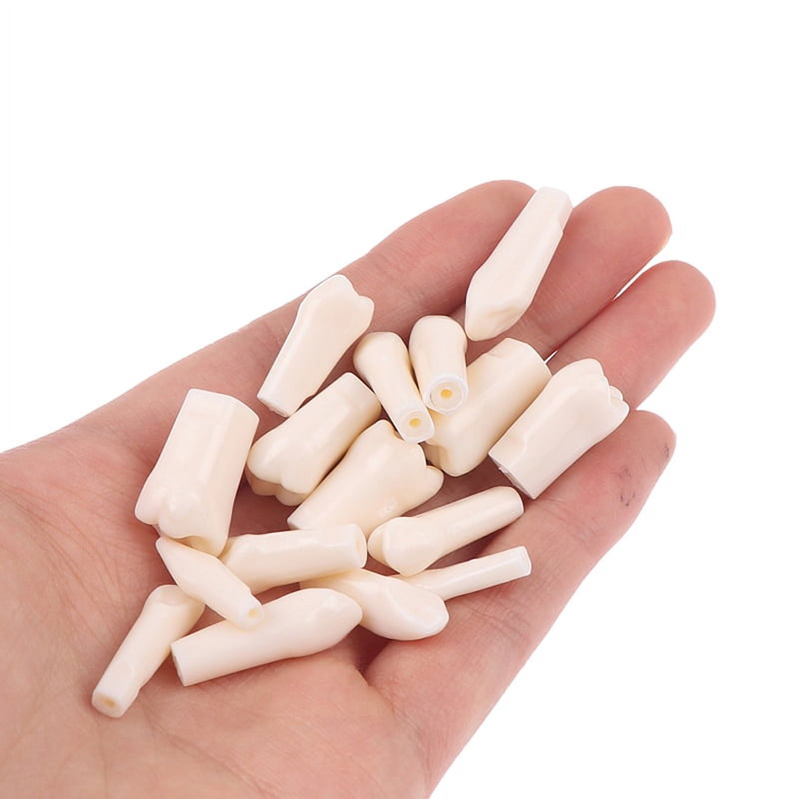 28Pcs/set Dental Typodont Resin Simulation Tooth Model Dentistry ...