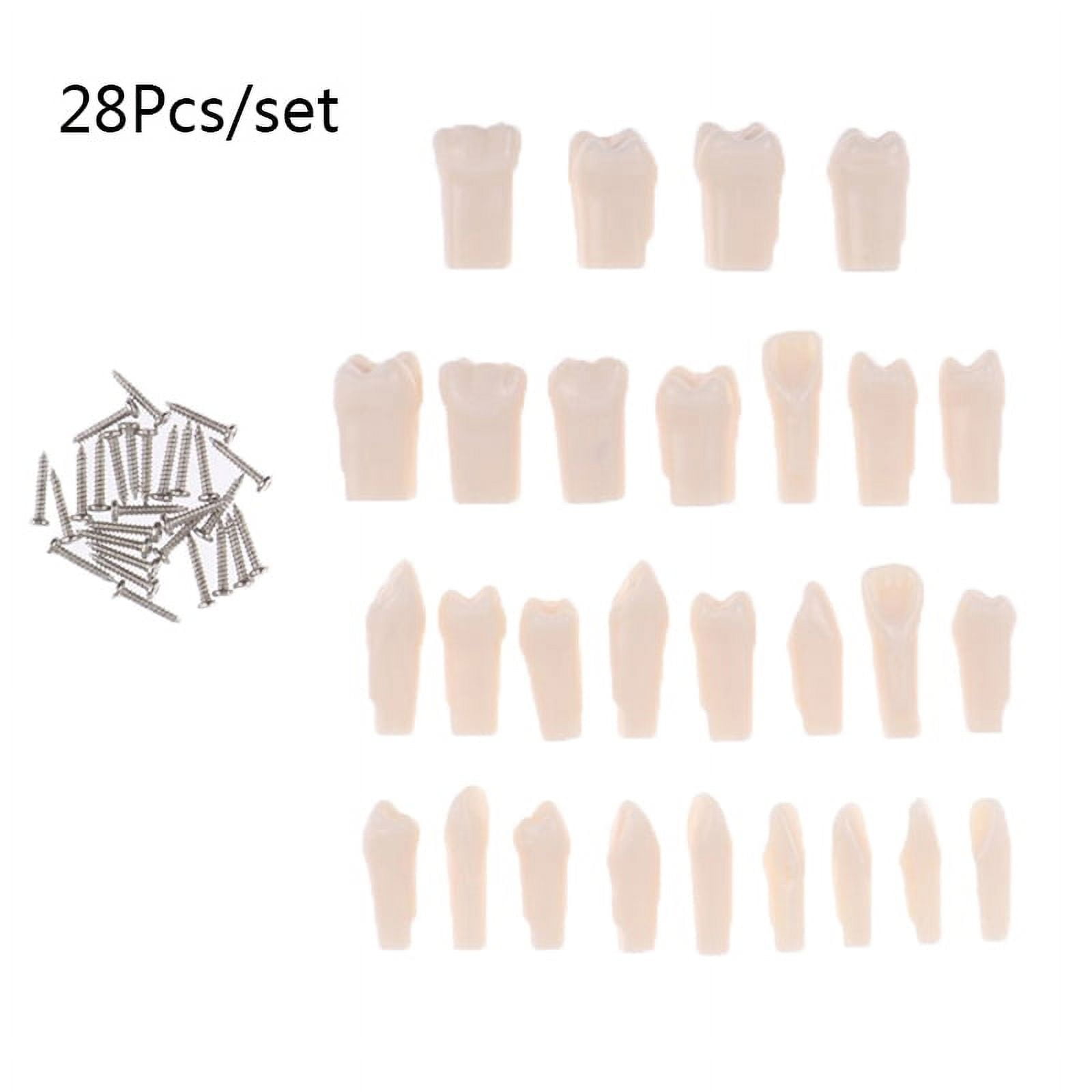 28Pcs/set Dental Typodont Resin Simulation Tooth Model Dentistry ...