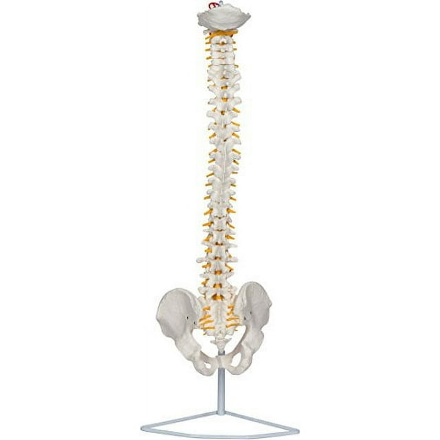 29" Flexible Chiropractic Spine Model with Stand by - Walmart.com