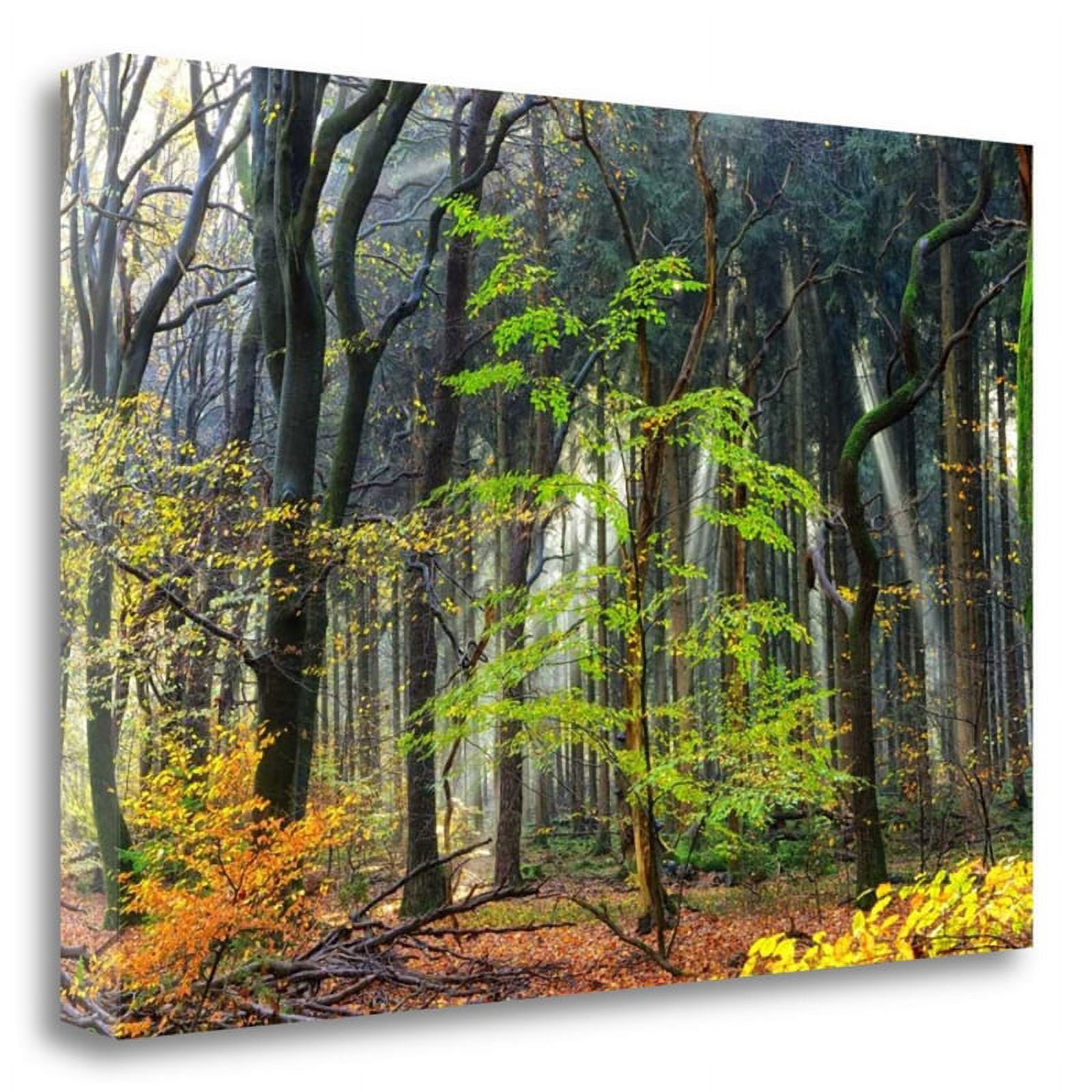 29" x 20" Colors Of The Forest IV by Lars Van De Goor Canvas Fabric ...