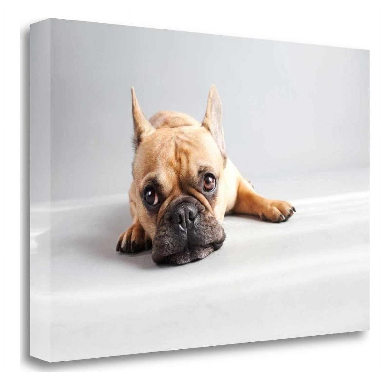29" x 20" Sad Frenchie by Susan Sabo - Print On Canvas Fabric Multi ...