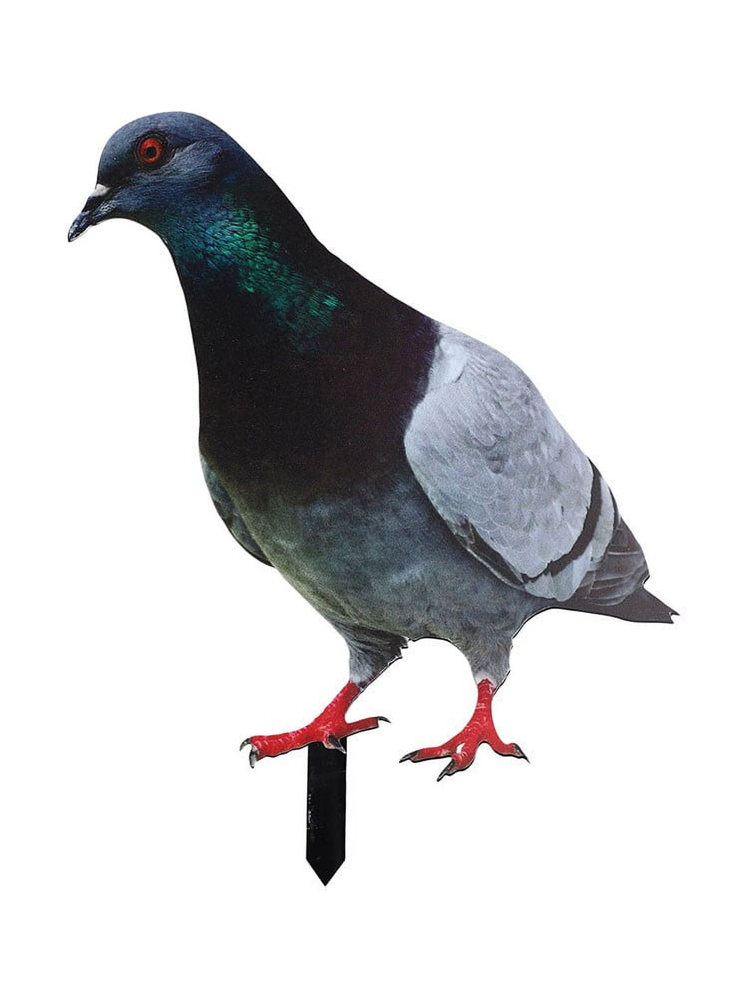 2D Acrylic Garden Pigeon Statue Wild Pigeon Sculpture for Garden Yard ...