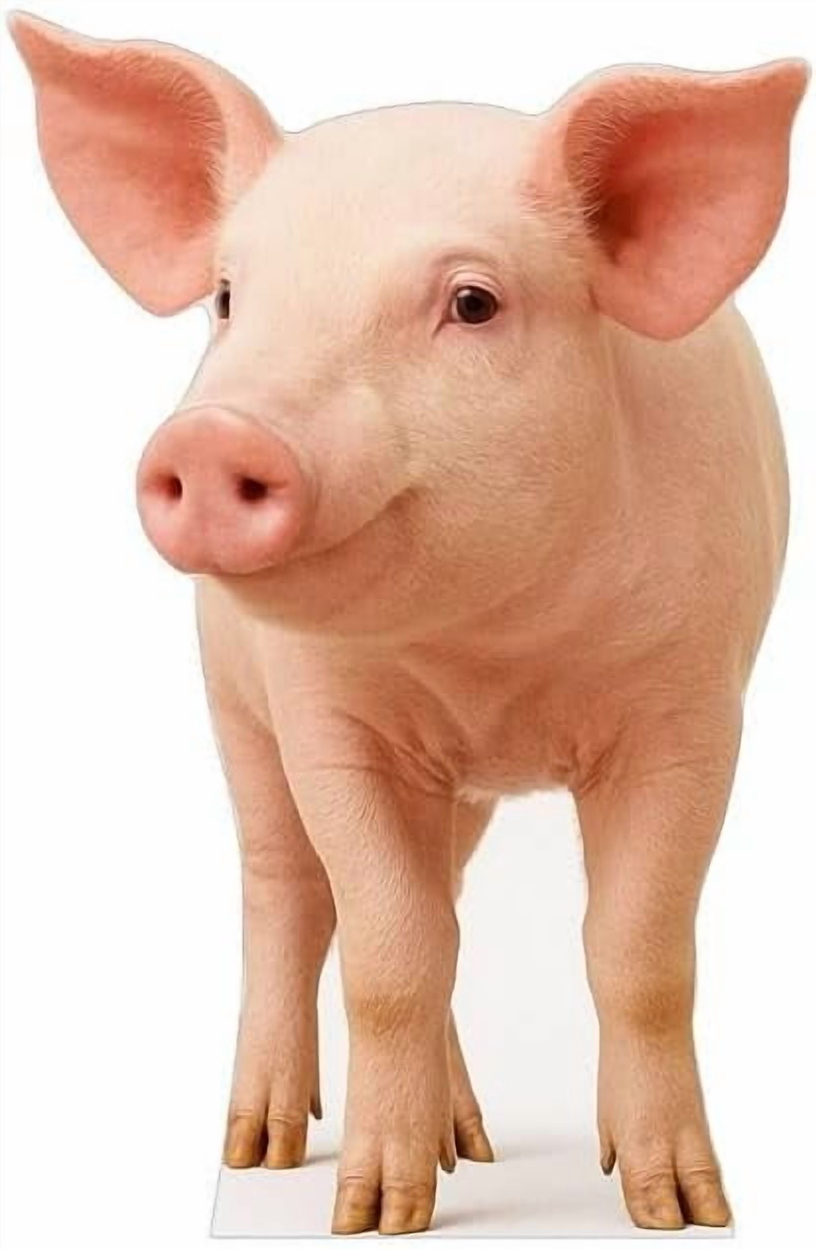 2FT Life Size Cardboard Cutout – Farm Animal Fun Standup for Photo ...