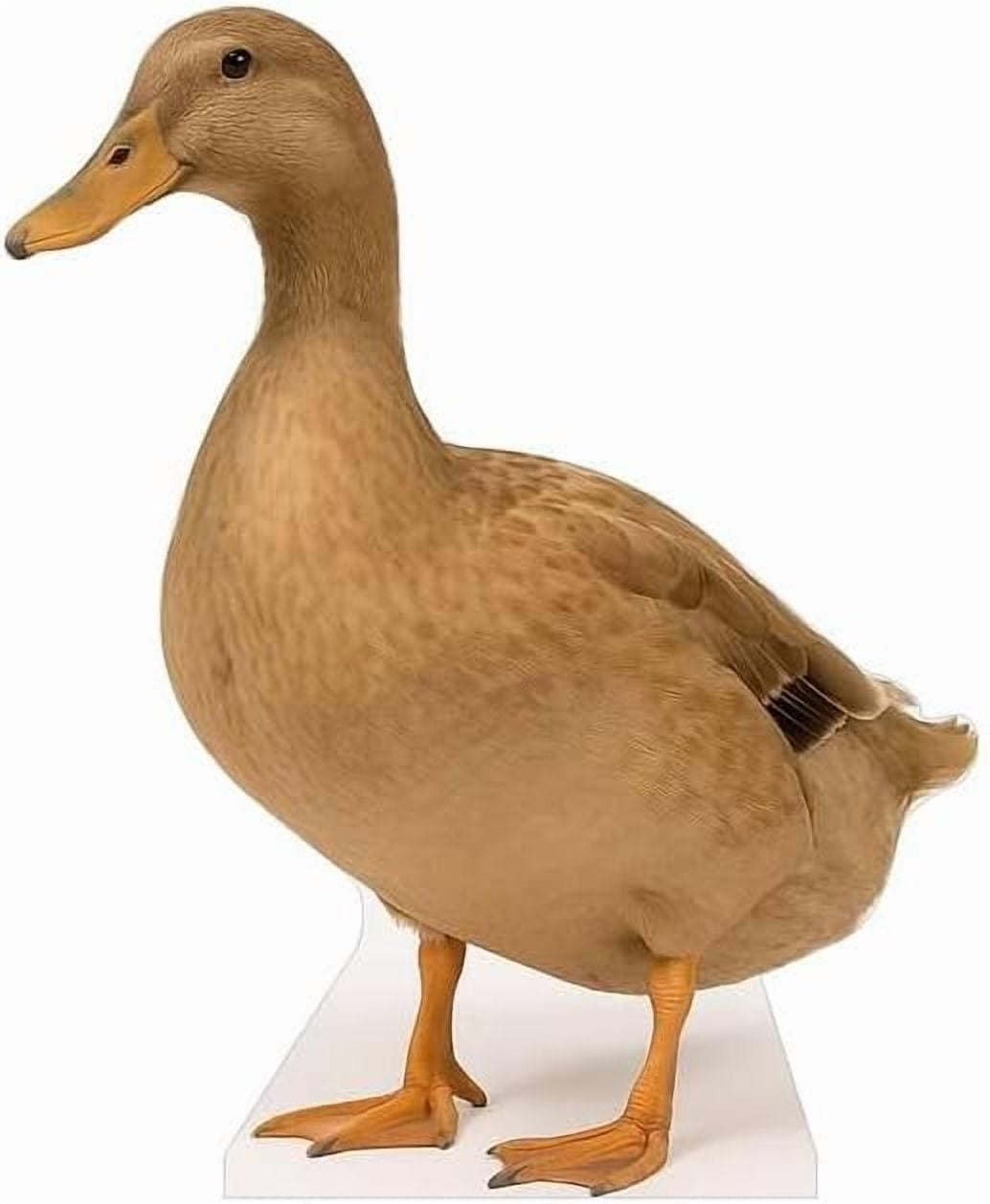 2FT Life Size Cardboard Cutout – Farm Animal Fun Standup for Photo ...