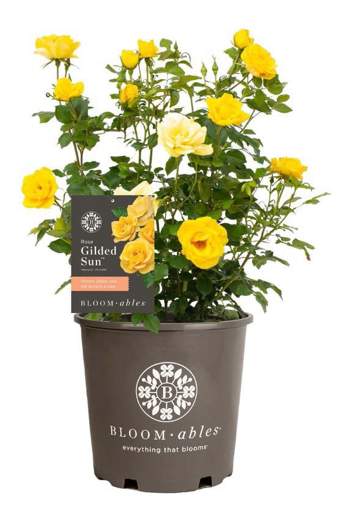 2G BM ROSE GILDED SUN - Walmart.com