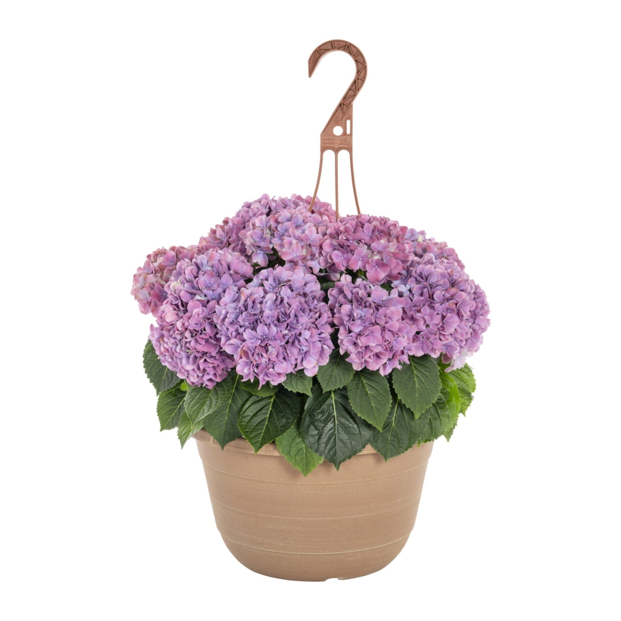 Better Homes & Gardens 2Gal Blue Hydrangea Perennial Plant Hanging ...