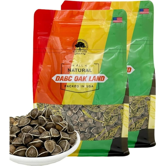 2LB Premium Moringa Seed, Moringa Oleifera, Malunggay, Drumstick Tree ...
