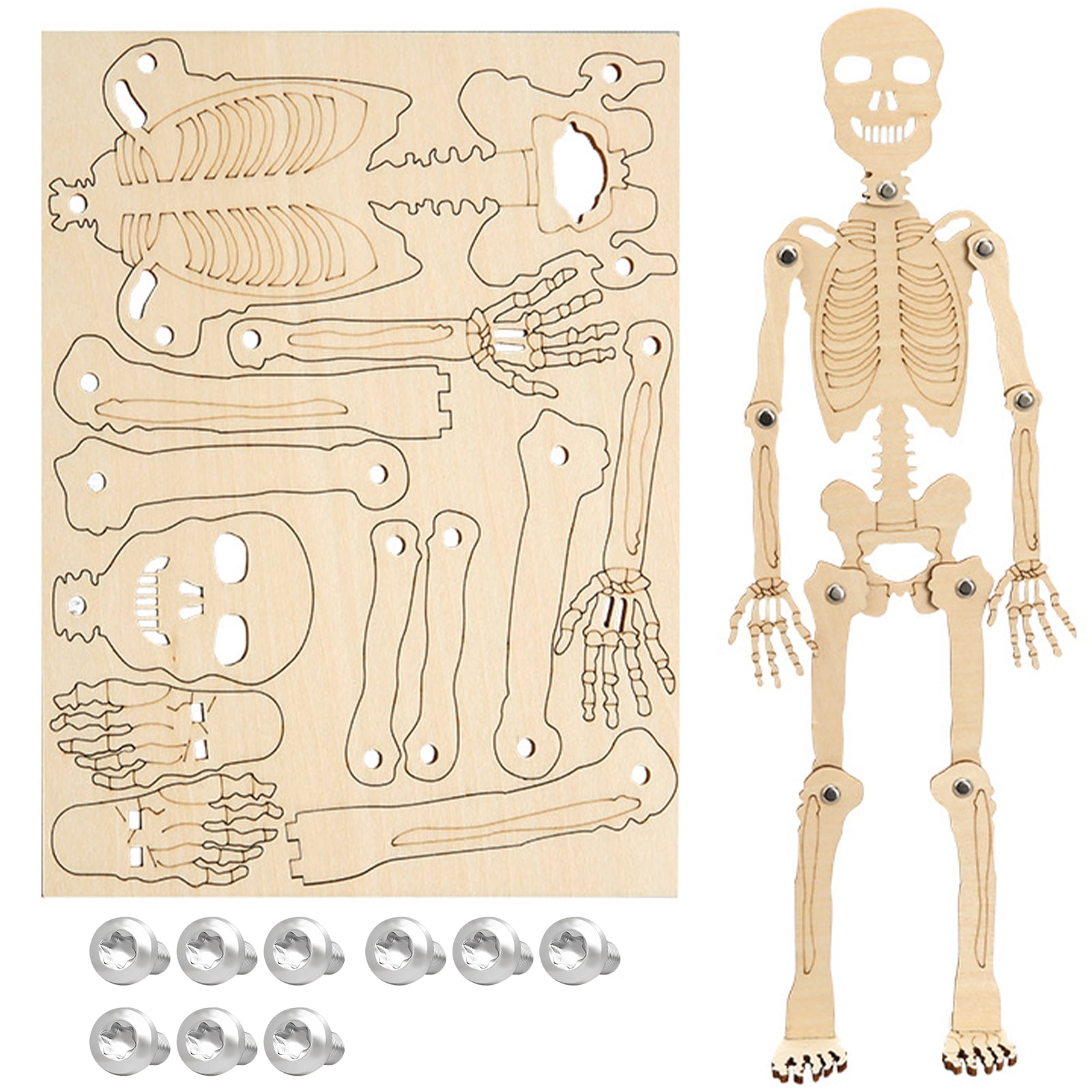 2PCS Human Skeleton Assembly Set STEM Learning Tool For Classroom Experiment Interactive Biology ...