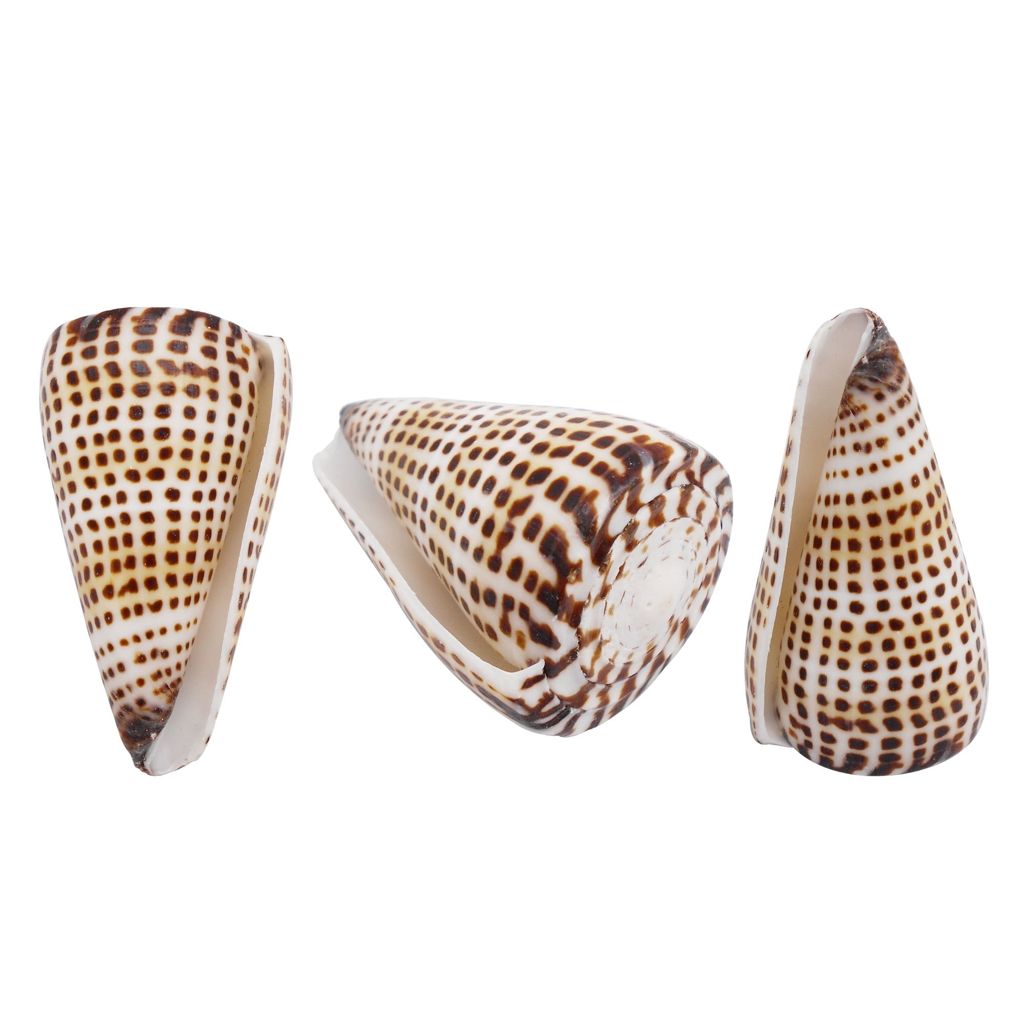 2Pcs 2.5" Black Spot Ivory Conus Cone Shell Natural Shell Conch for ...