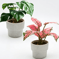 CasaVibe 2-Pack Artificial Turtle Back Leaf Plants - Premium Realistic ...