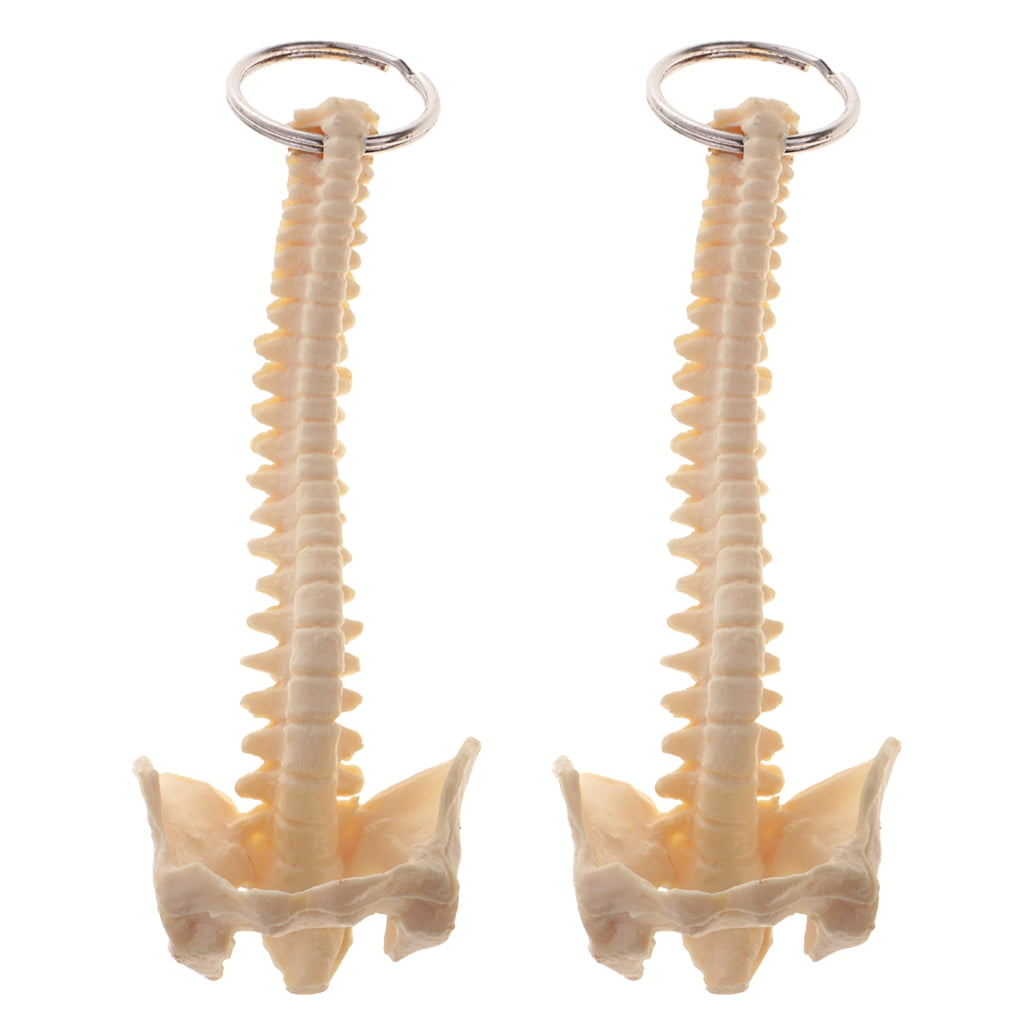 2Pcs Human Spine Model Spine Keyring Small Skeleton Spinal Key Chain ...