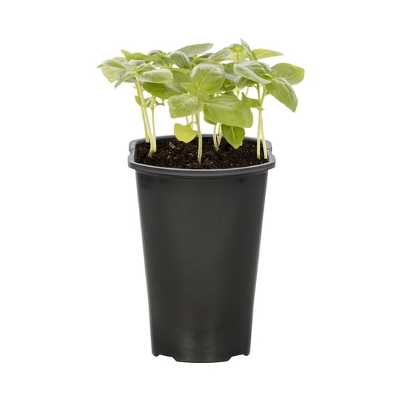 How Much Does Basil Cost? Basil Plants Near You - Walmart.com