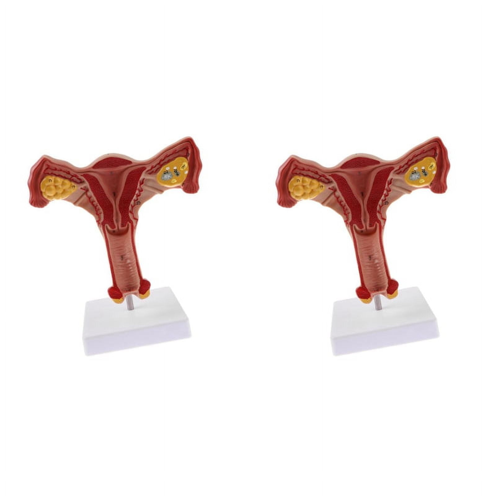 2X 1:1 Human Female Uterus Ovary Fallopian Tubes Model Anatomical Human ...