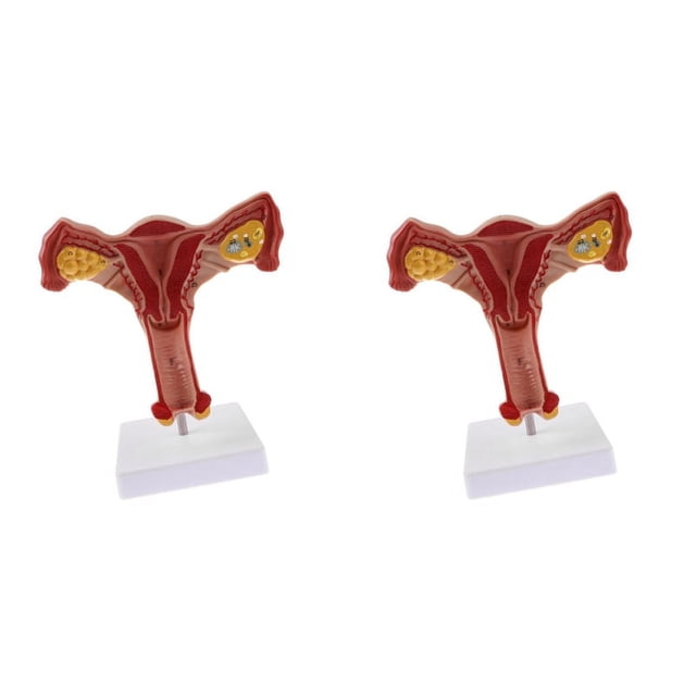 2X 1:1 Human Female Uterus Ovary Fallopian Tubes Model Anatomical Human ...