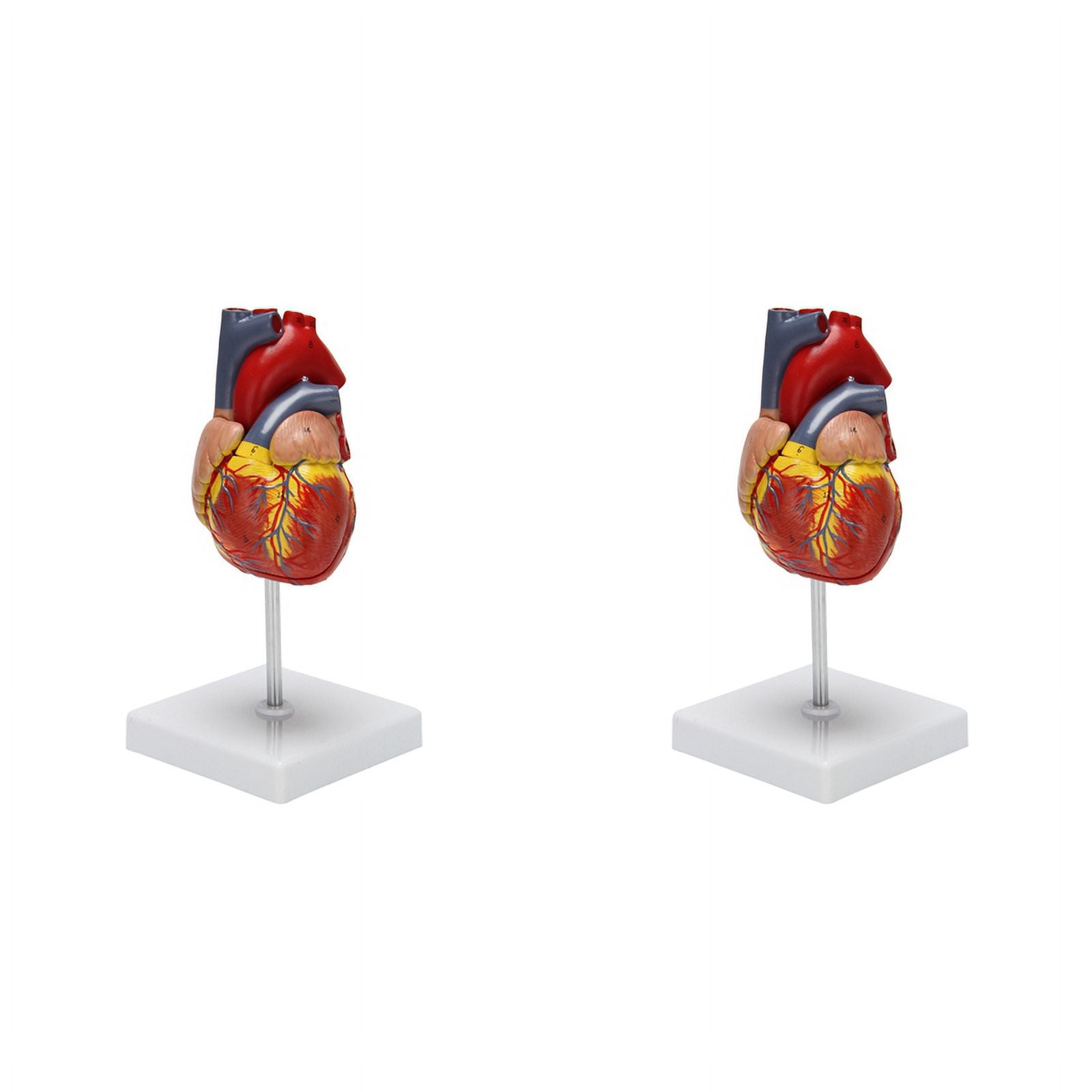 2X 1: 1 Human Heart Model, Anatomically Accurate Heart Model Life Size ...
