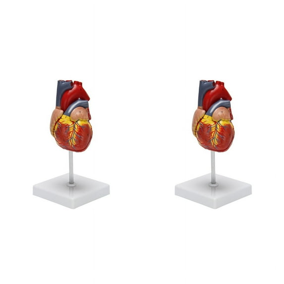2X 1: 1 Human Heart Model, Anatomically Accurate Heart Model Life Size ...