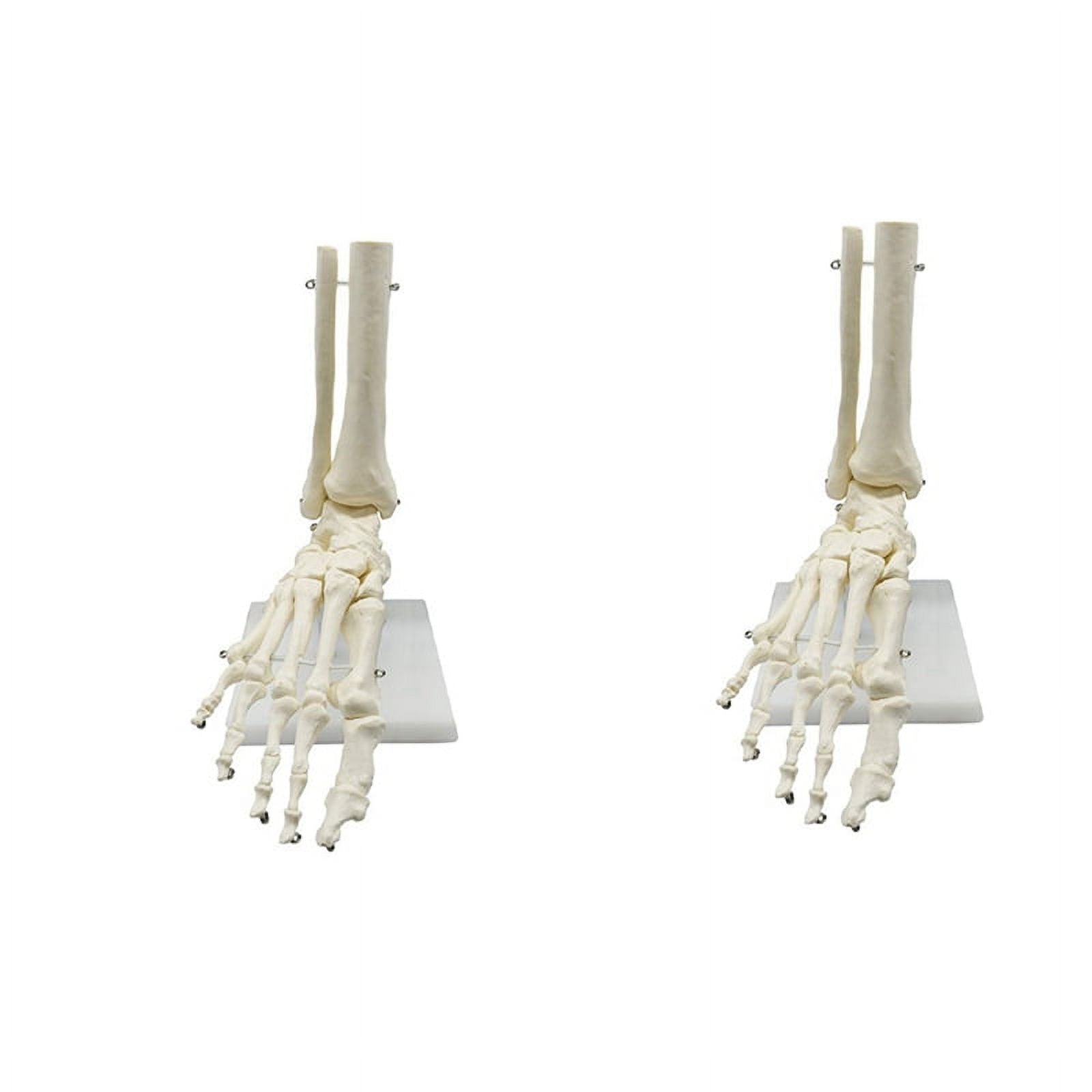 2X 1:1 Human Skeleton Foot Anatomy Model Foot and Ankle with Anatomical ...