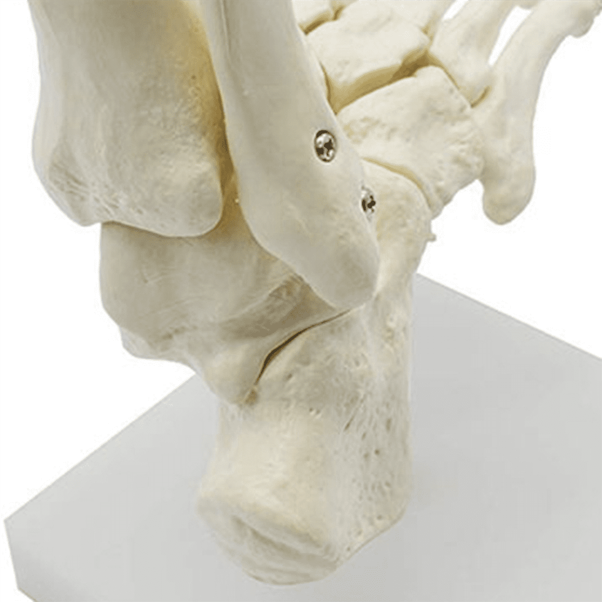 2X 1:1 Human Skeleton Foot Anatomy Model Foot and Ankle with Anatomical ...