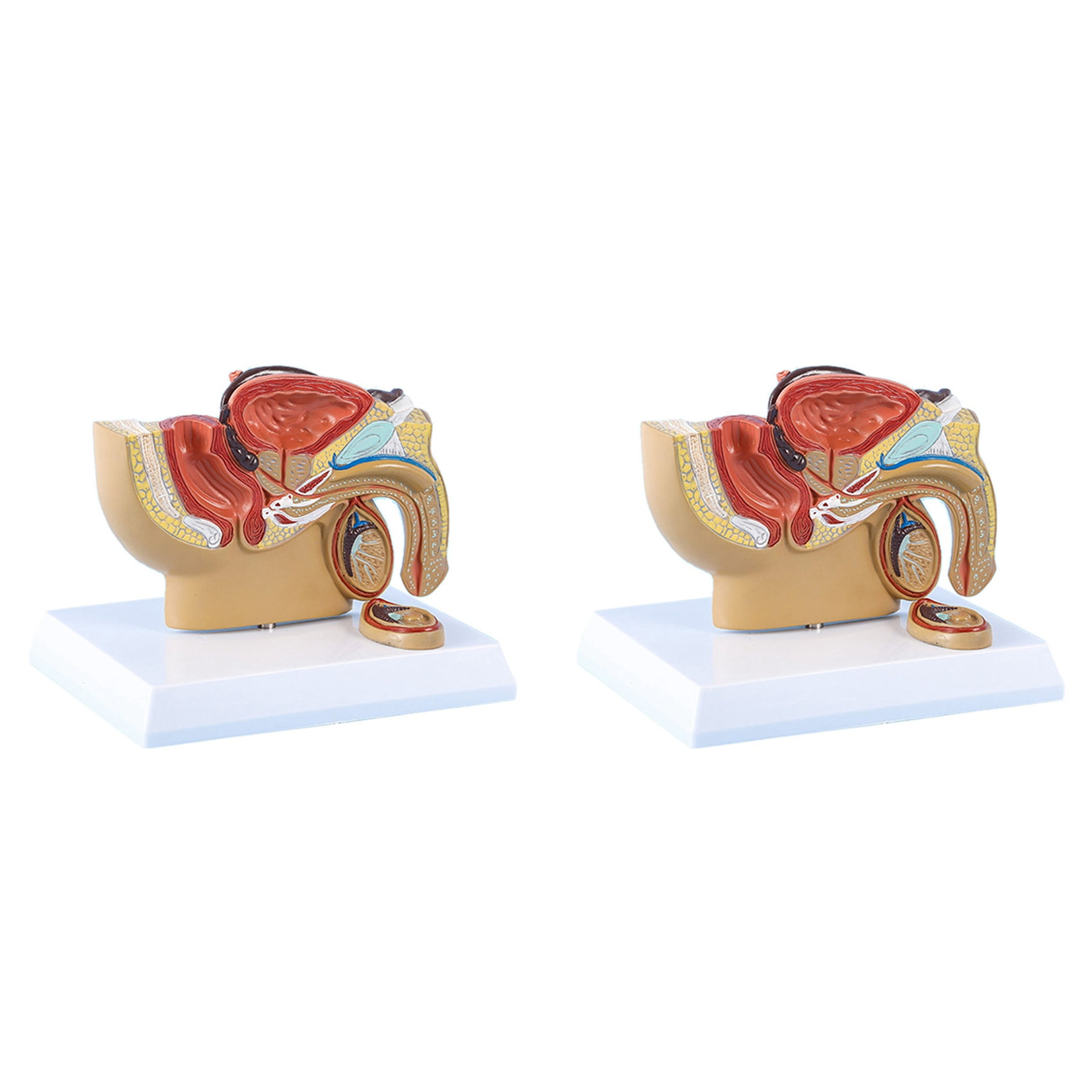 2X 1:2 Male Pelvic Sagittal Section Testicular Prostate Bladder Rectal ...