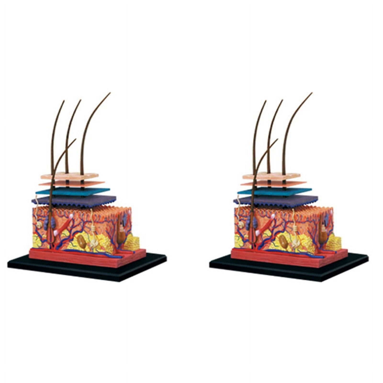 2X 4D Human Skin Model Hair Organs Assembling Puzzle Model Teaching ...