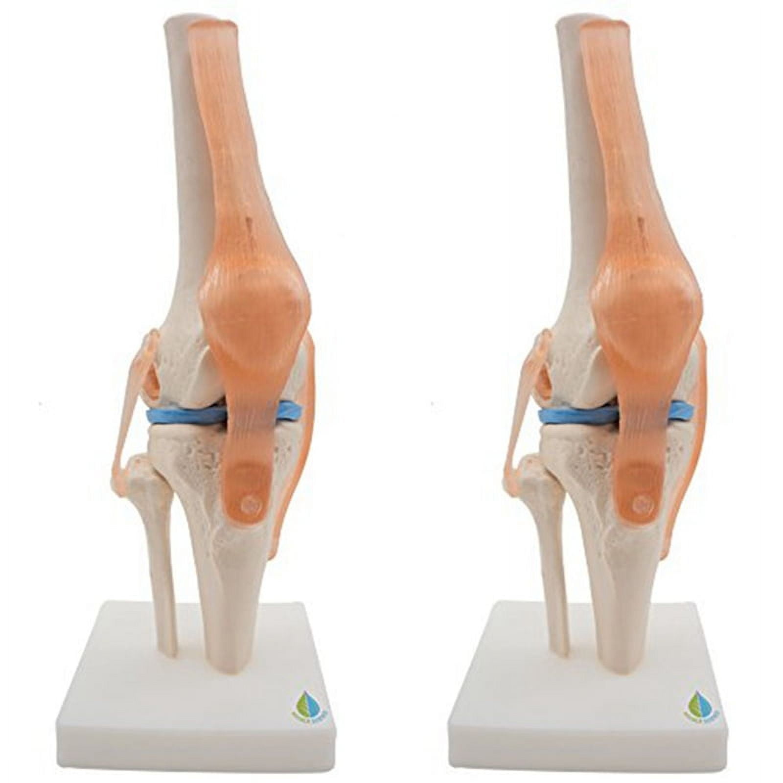 2X Anatomical Knee Joint with Ligaments Model, Life Size,2 x ligament model - Walmart.com
