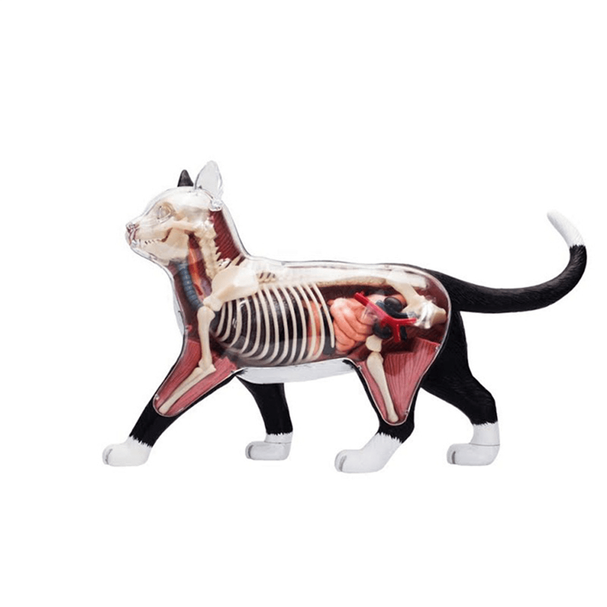 2X Animal Anatomy Model 4D Intelligence Assembling Toy Teaching Anatomy ...