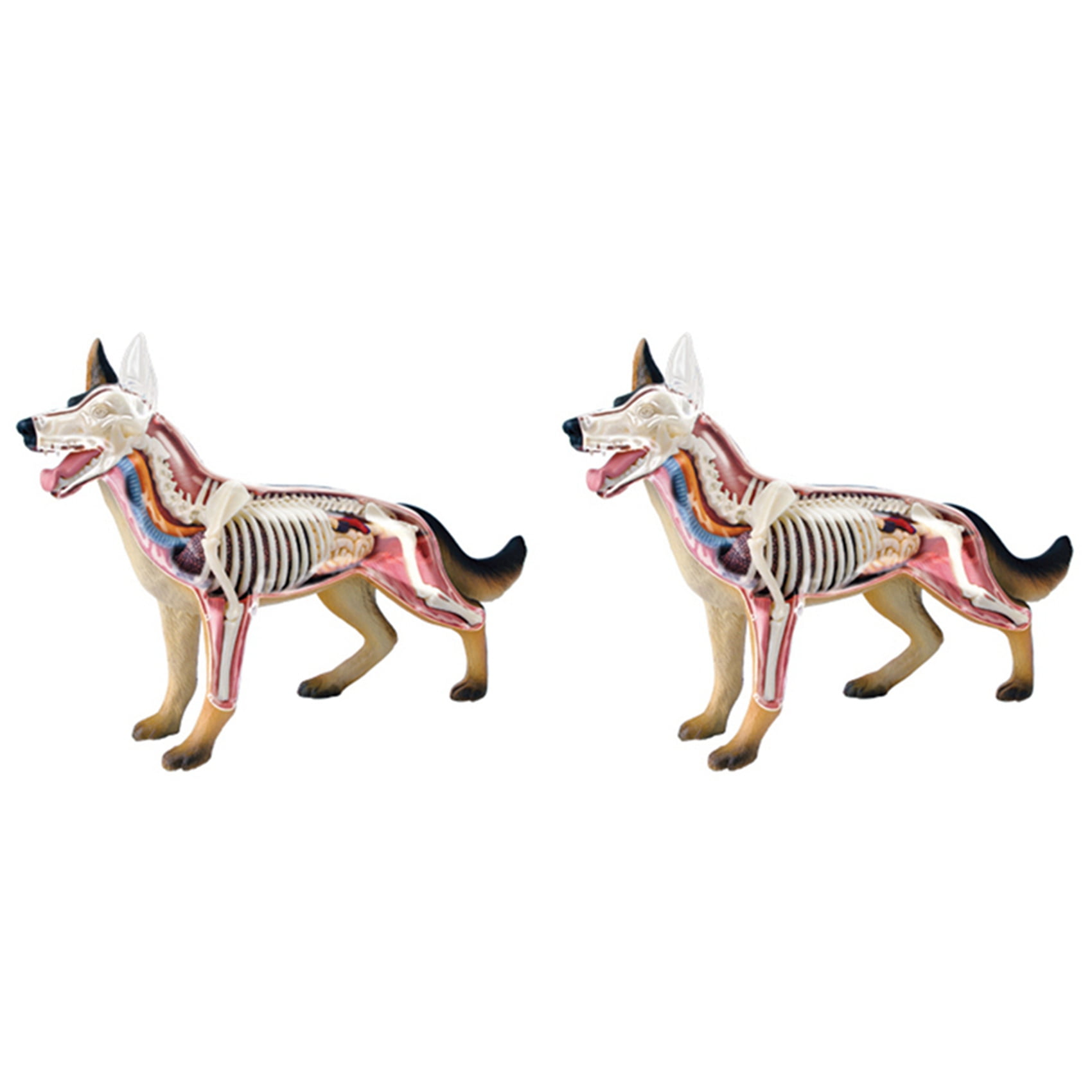 2X Animal Organ Anatomy Model 4D Dog Intelligence Assembling Toy ...