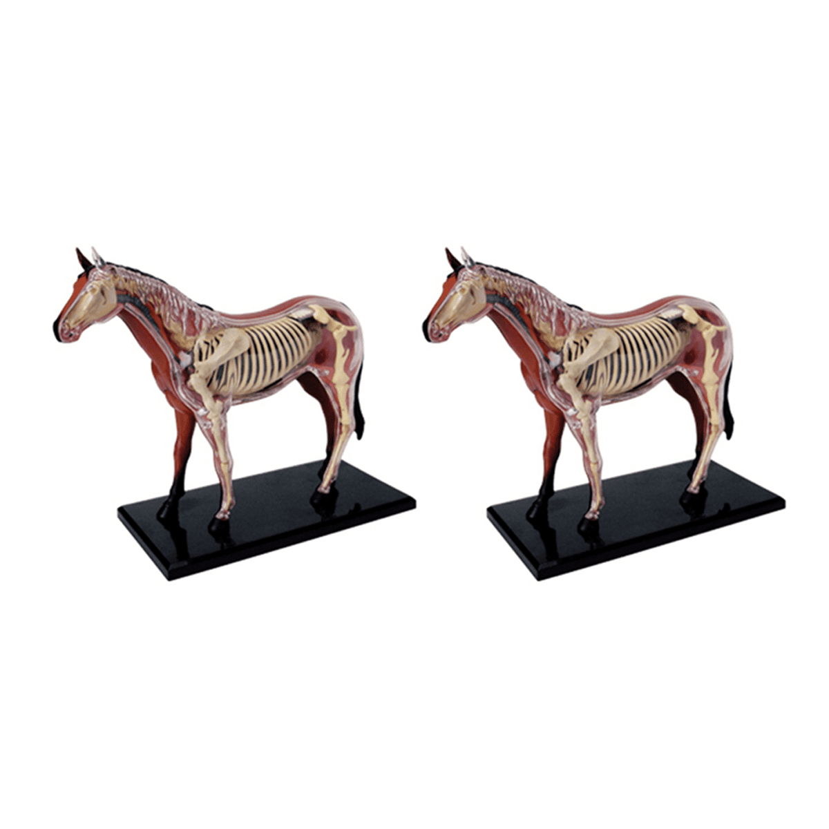 2X Animal Organ Anatomy Model 4D Horse Intelligence Assembling Toy ...