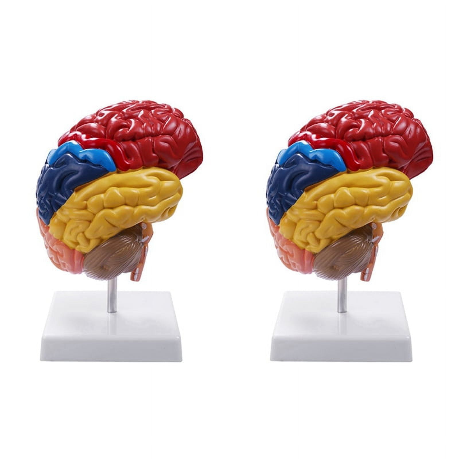 2X Cerebral Anatomical Model Anatomy 1:1 Half Brain Brainstem Teaching ...