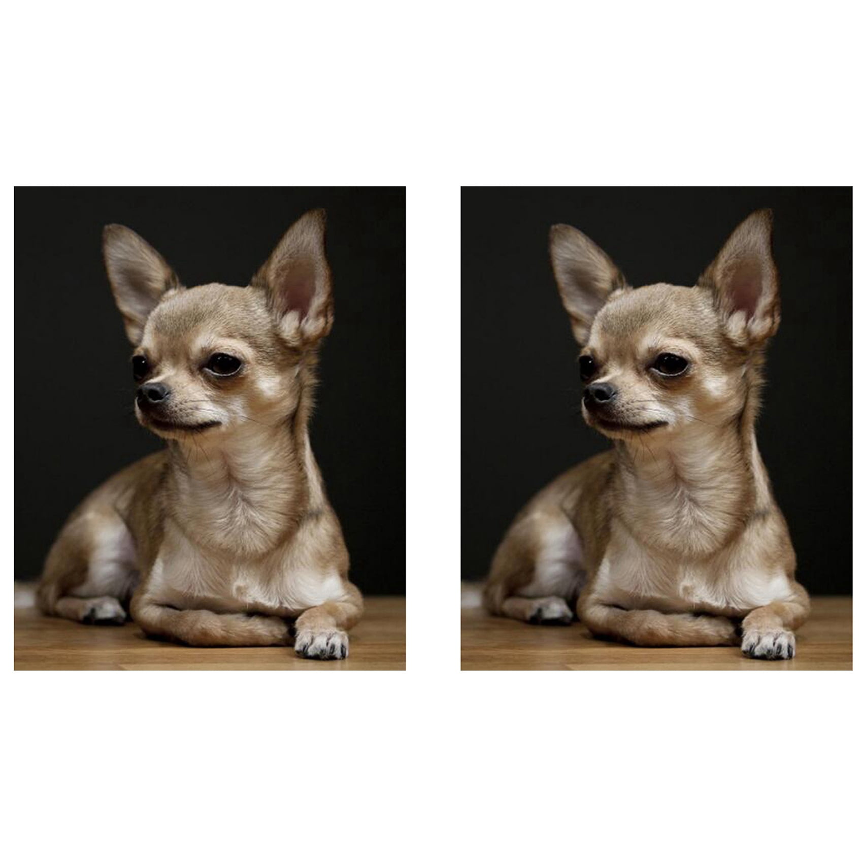 2X Full Round Diamond Embroidery Chihuahua,5D ,Dog Cute Pet Diamond ...