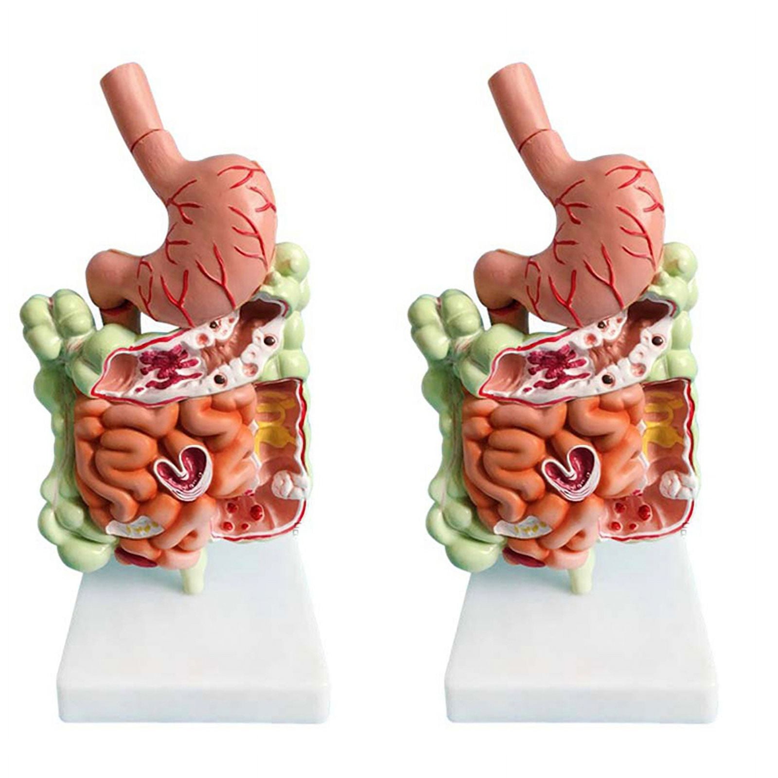 2X Human Digestive System Model Stomach Anatomy Large Intestine Cecum ...