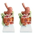 2X Human Digestive System Model Stomach Anatomy Large Intestine Cecum ...