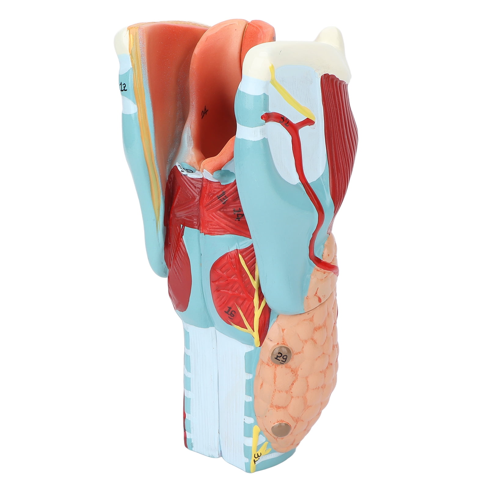 2X Human Larynx Model - Anatomically Accurate Throat Model Pharynx ...