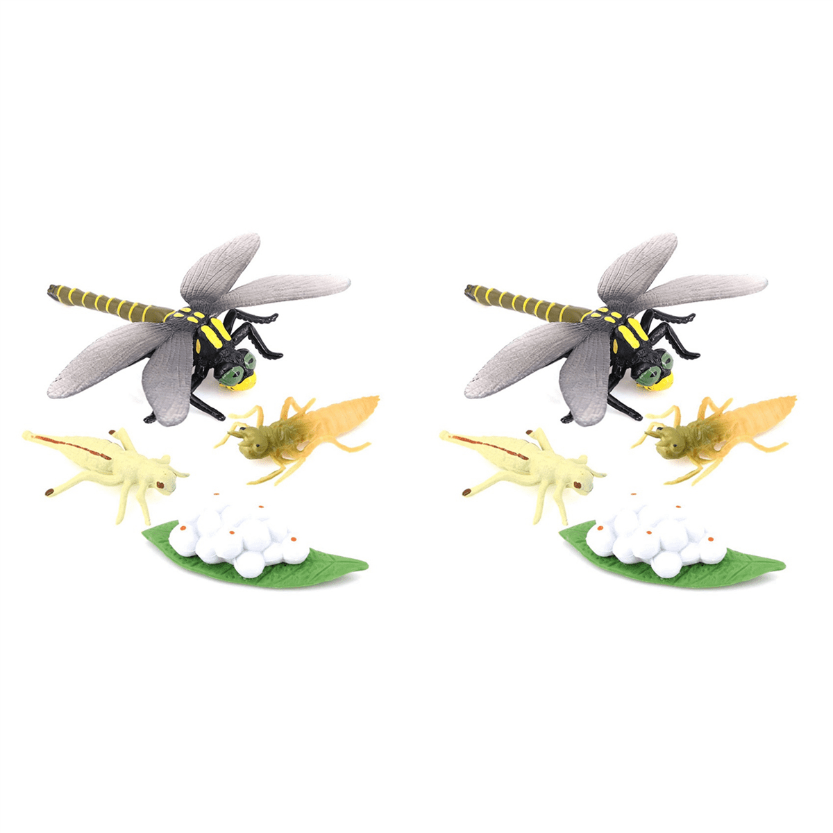 2X Life Cycle of A Dragonfly Insects Life Cycles Growth Model Children ...