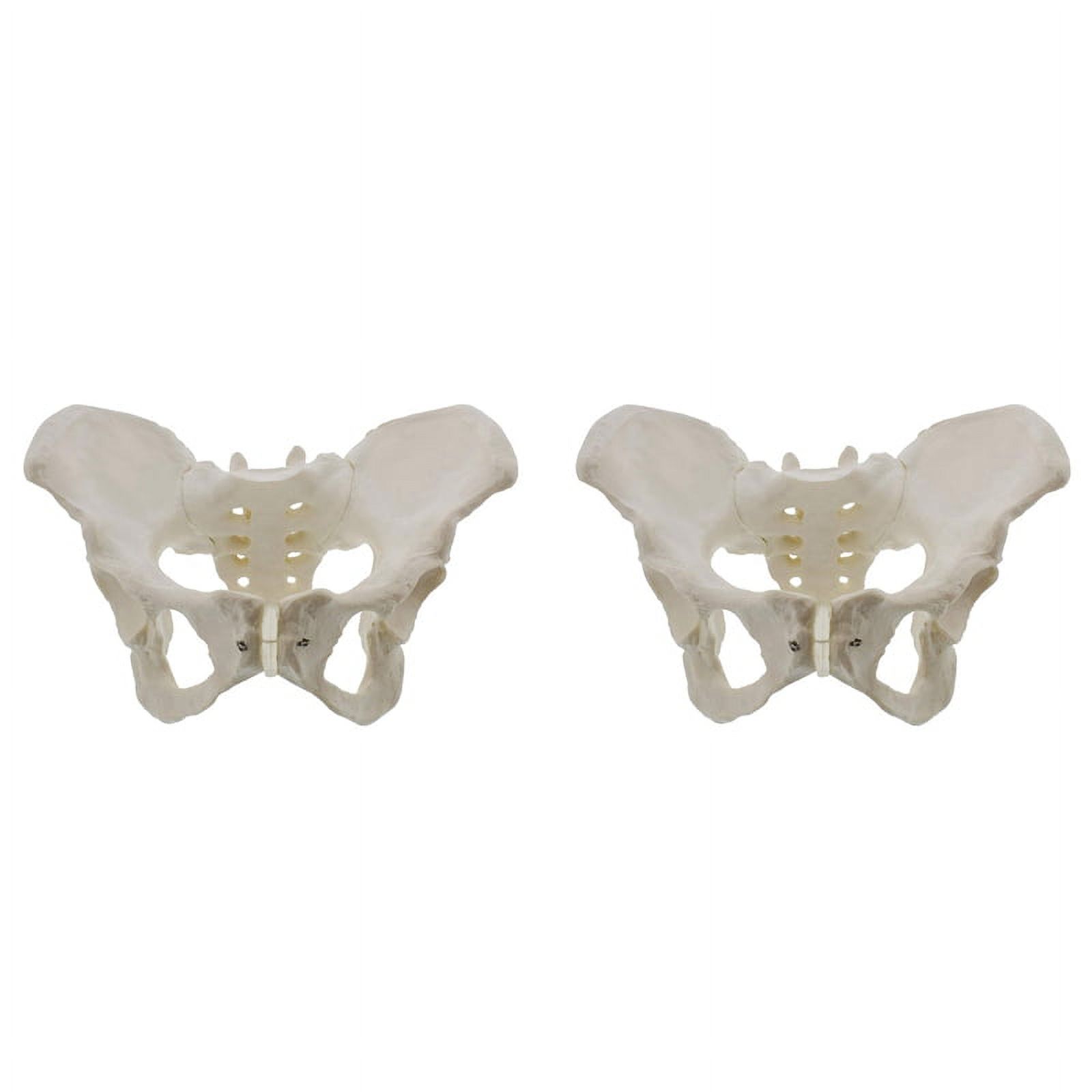 2X Life Size Female Pelvis Model, Hip Model - Anatomy Bone Pelvic ...