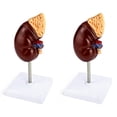 2X Life-Size Kidney Model, 2 Parts Showing Internal Structure A Kidney ...