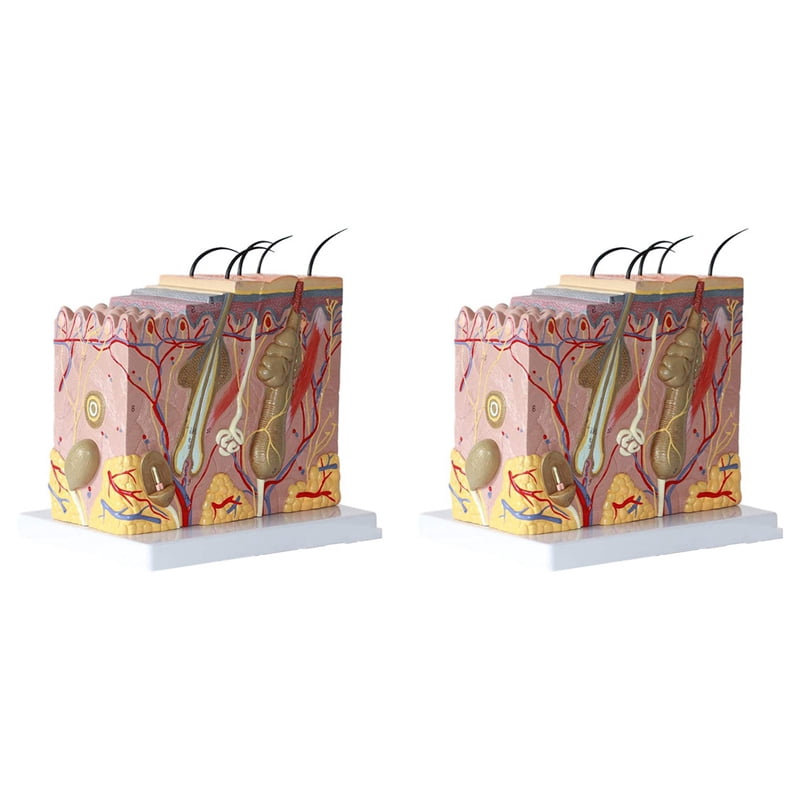 2X Skin Model 50X Enlarged Anatomical Skin Model Anatomy Three ...