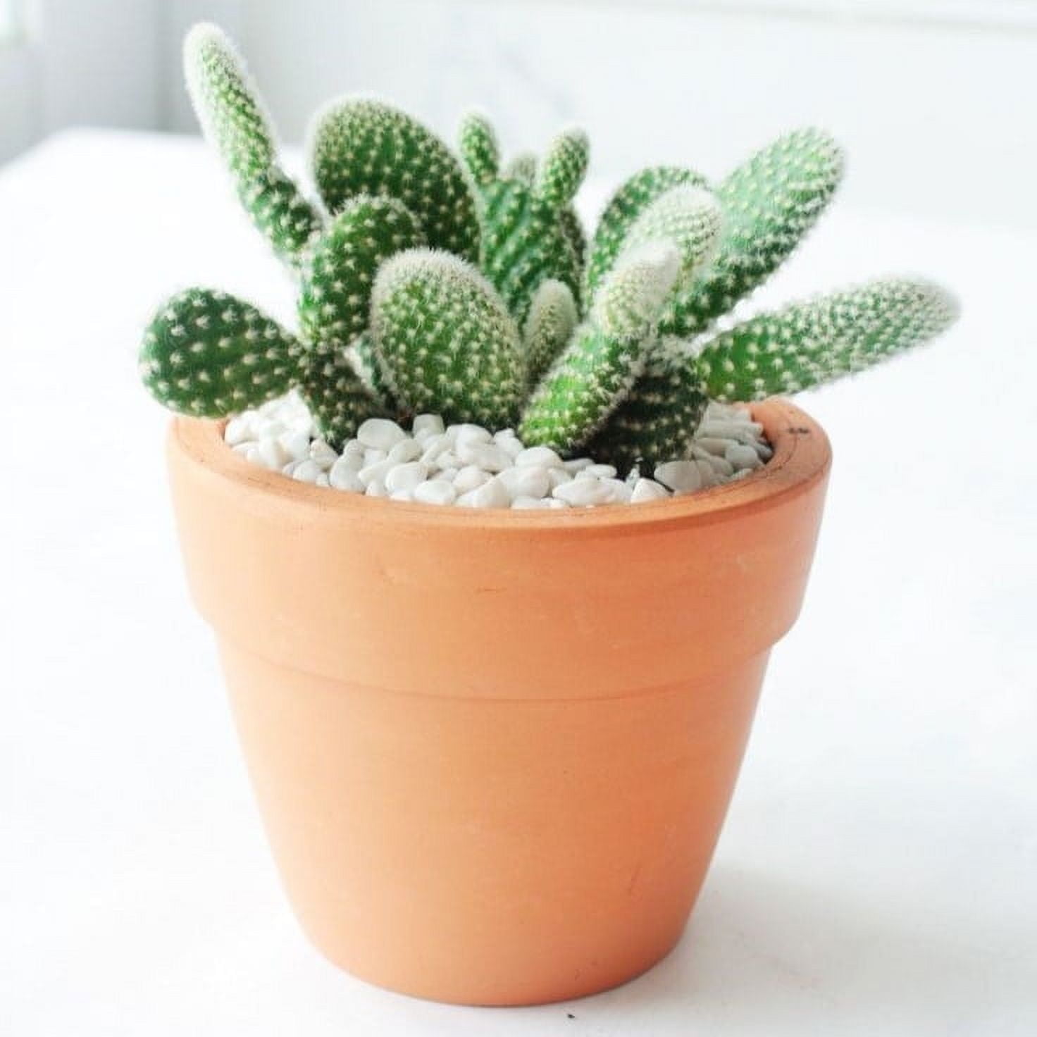 Best Plant Friend 2-Inch Bunny Ear Cactus Grower Pot - Walmart.com