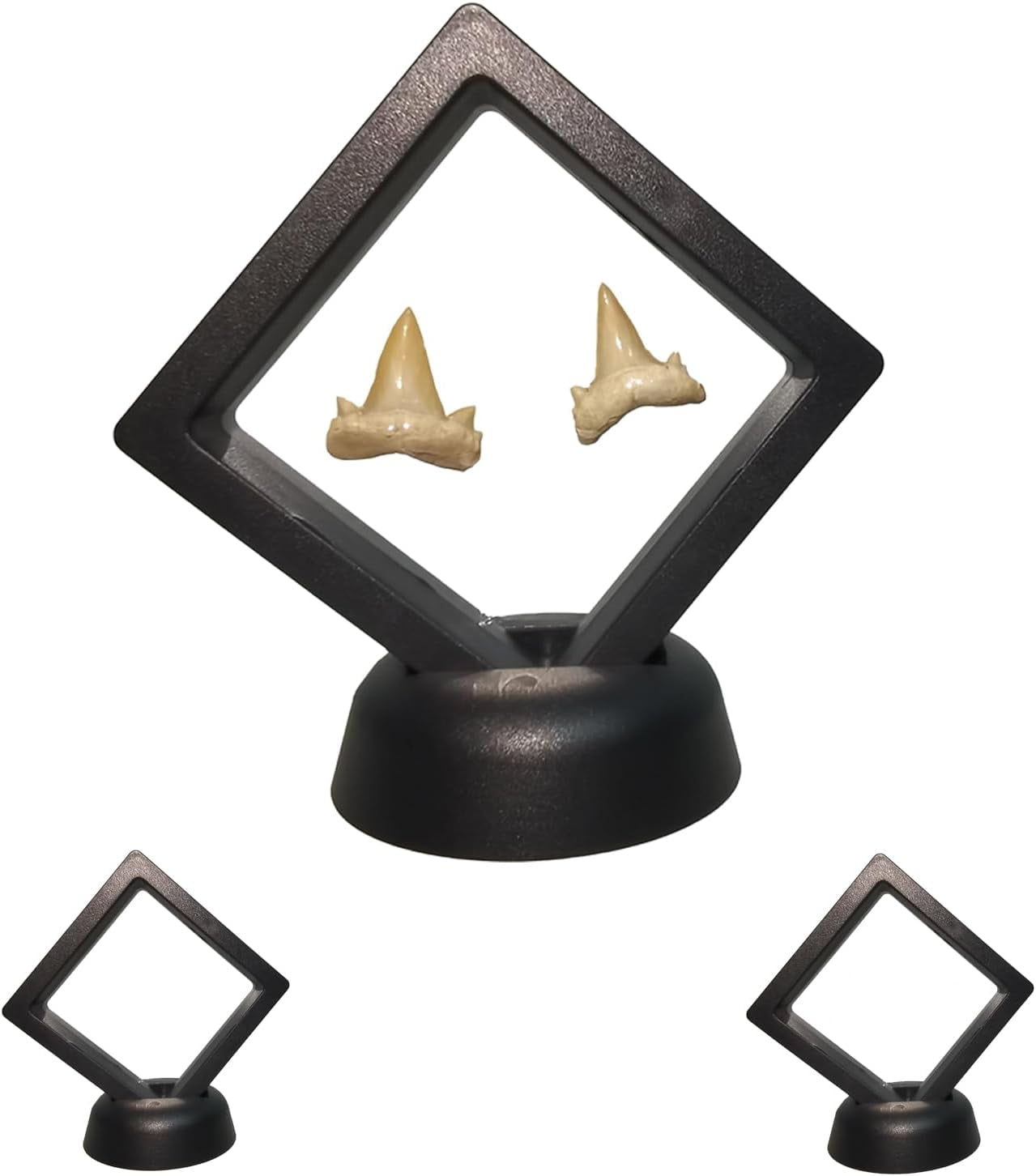 2pack Shark Tooth Holder, Sealed Box for The Shark Tooth Display Case ...