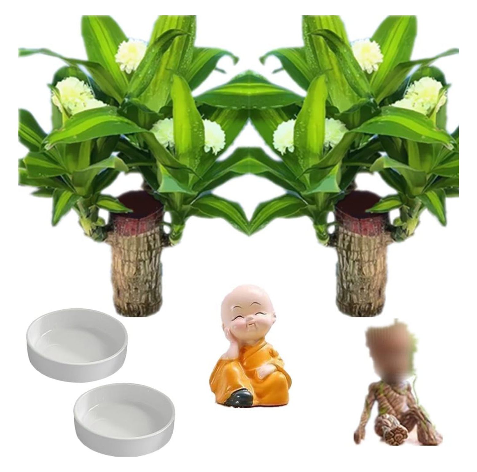 2pc Brazilian Wood Plants for Good Luck & Home Decor – Modern Office ...