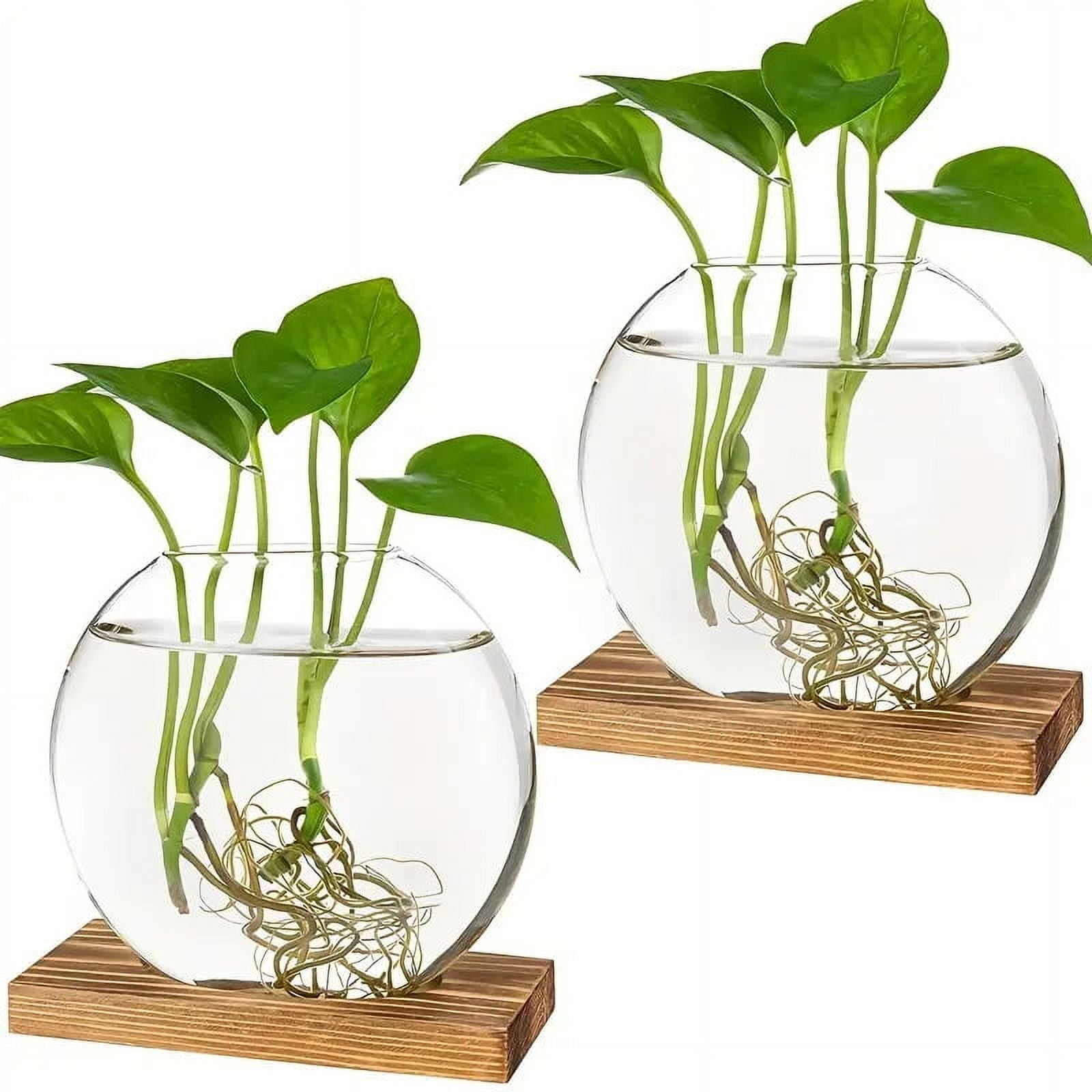 2pcs 2-Pack Round Glass Terrariums with Wooden Stand for Propagation ...