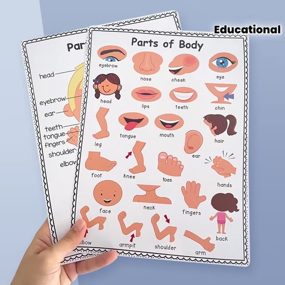 2pcs A4 Human Body Learning Cards Cartoon Anatomy Charts for Preschool ...