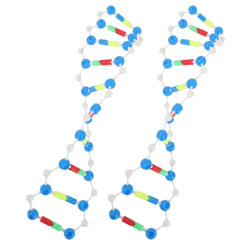 2pcs DNA Double Helix Model Components Educational Teaching Model DNA ...