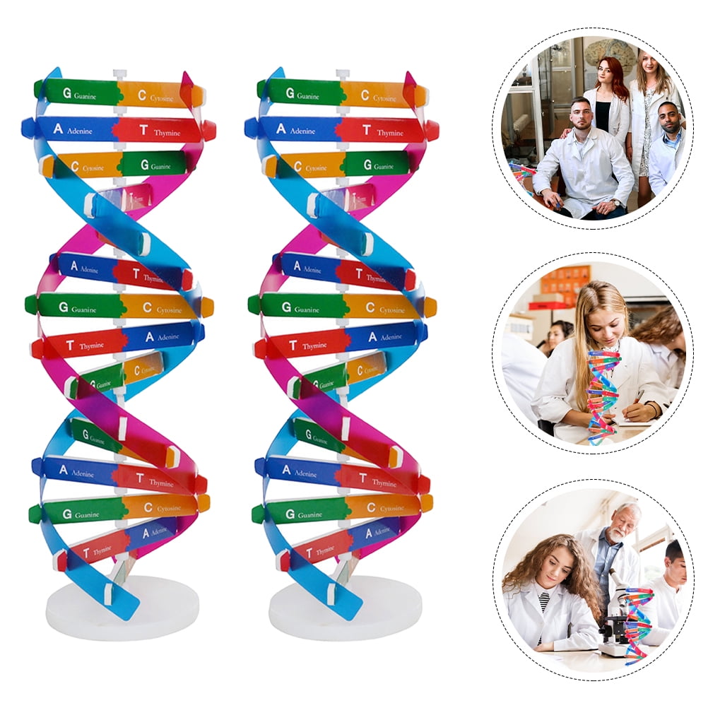 SEWCHICS Dna Model Doubled Helix Labeled Assorted Color 2Pcs Learning ...
