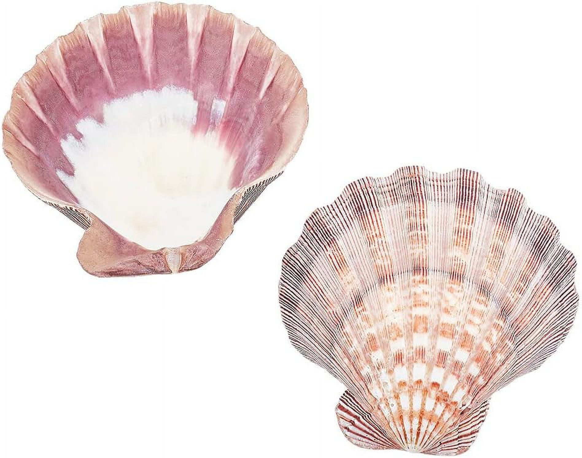 2pcs Large Scallop Shells Lions Paw Scallop Seashells 5.2~5.4" Natural Shell Beads Undrilled ...