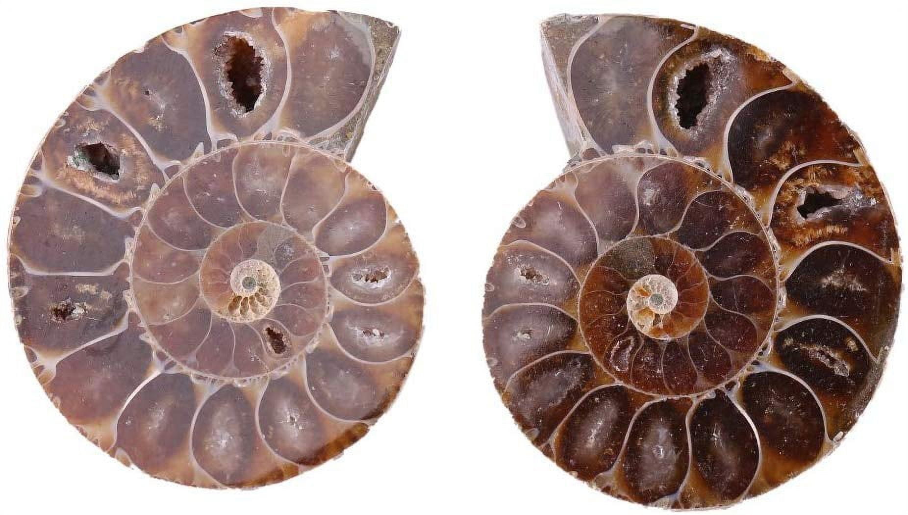 Ammonite Shell