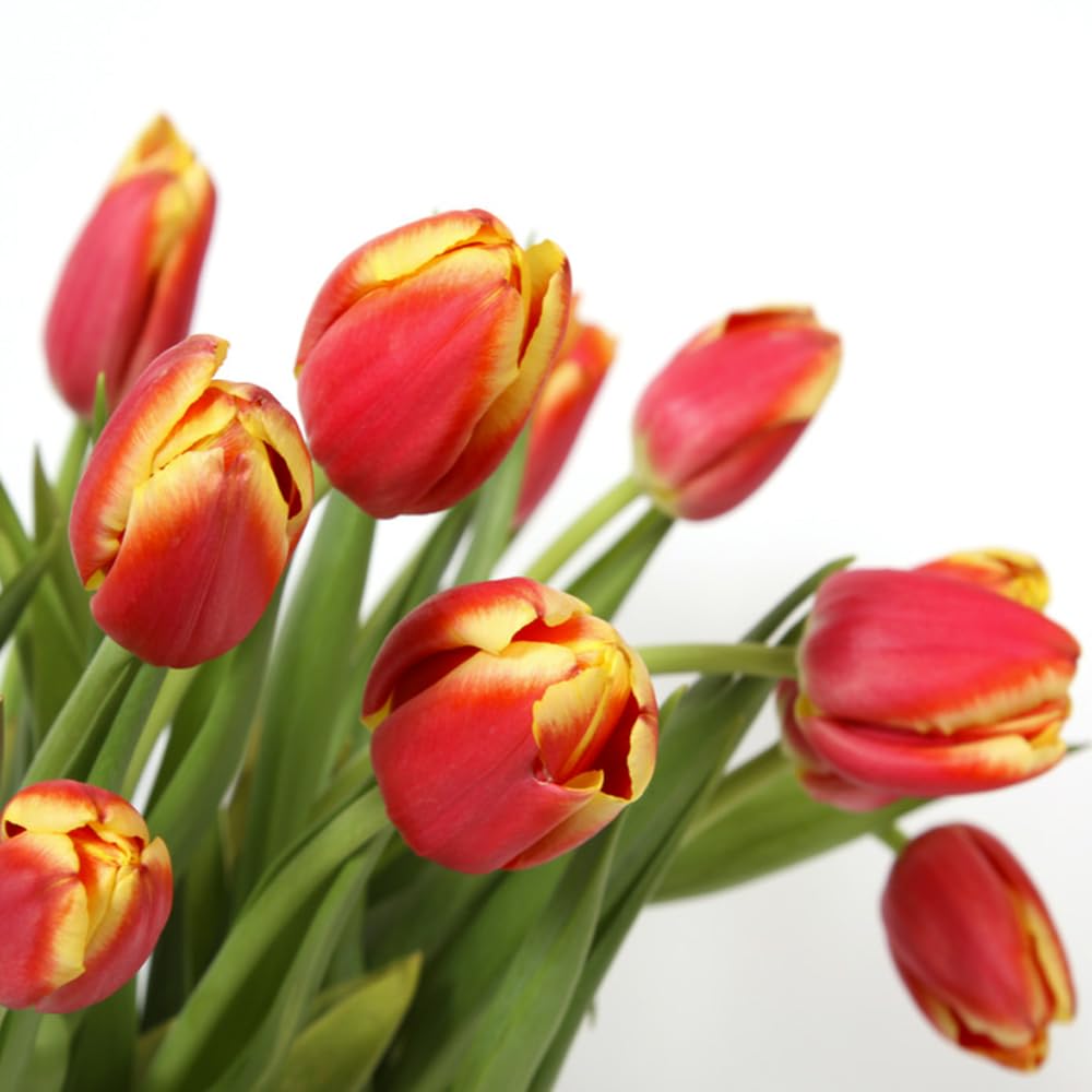 2pcs Yellow+Red Tulip Bulbs Collection Colors for Spring Planting ...