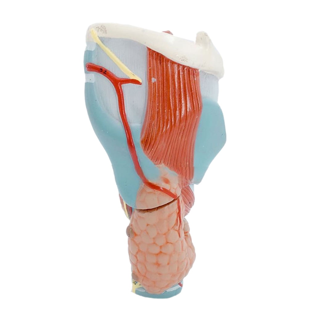 2x Enlarged Larynx Anatomical Model Anatomical Model Throat Anatomy ...